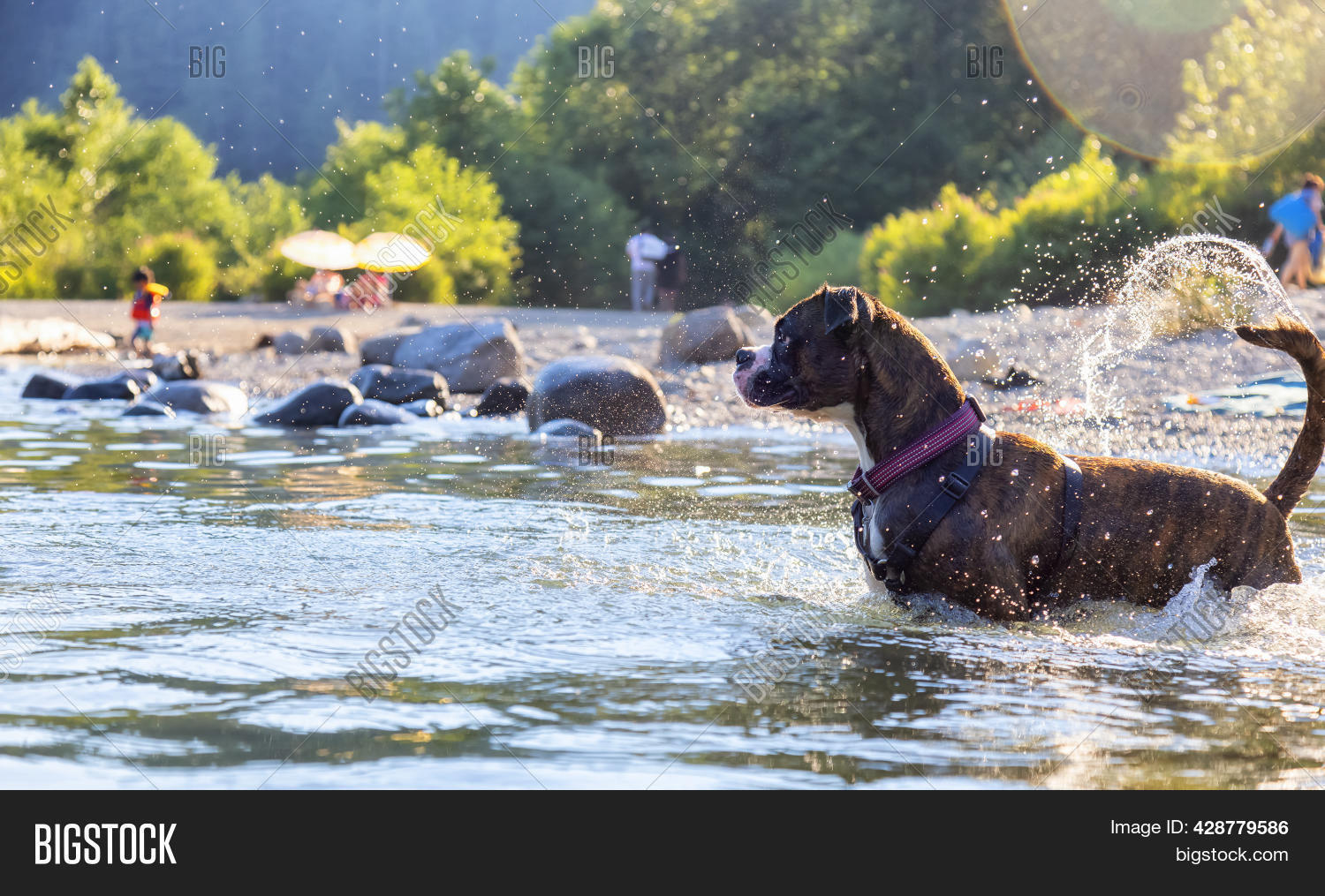 Playful Boxer Dog Image & Photo (Free Trial) | Bigstock