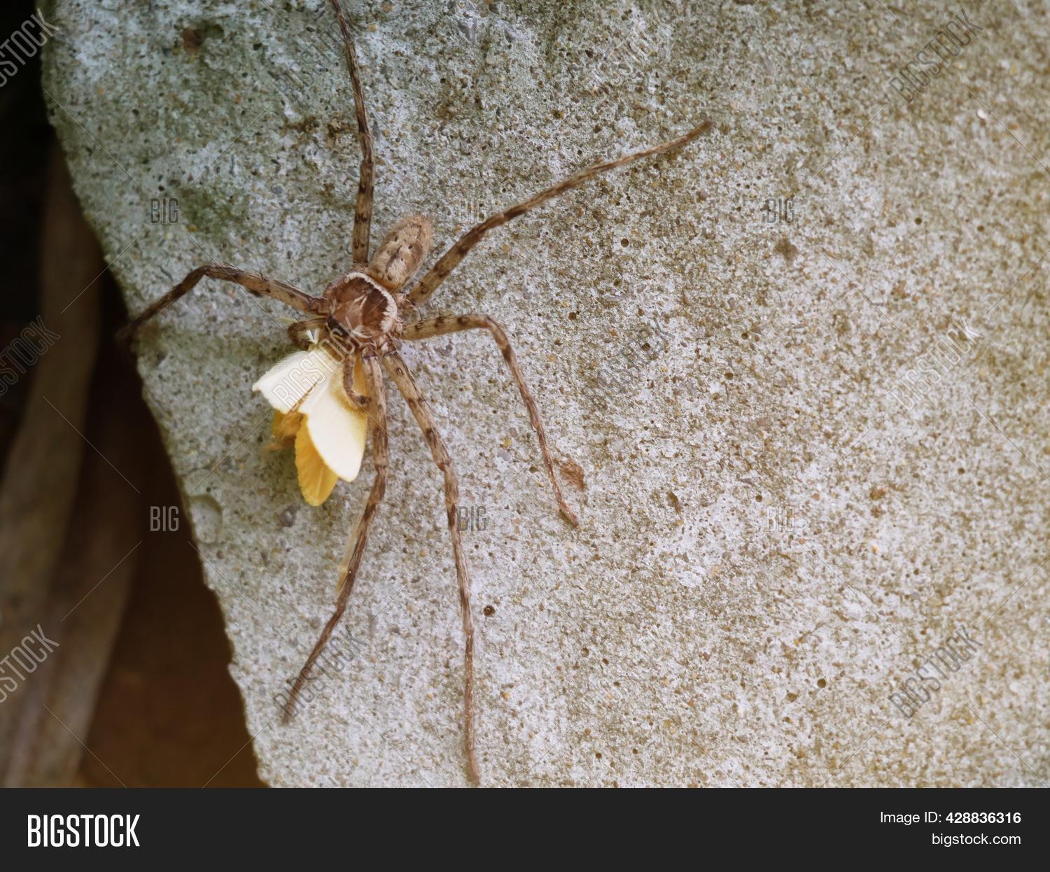 Brown Spider Grabs Image & Photo (Free Trial) | Bigstock