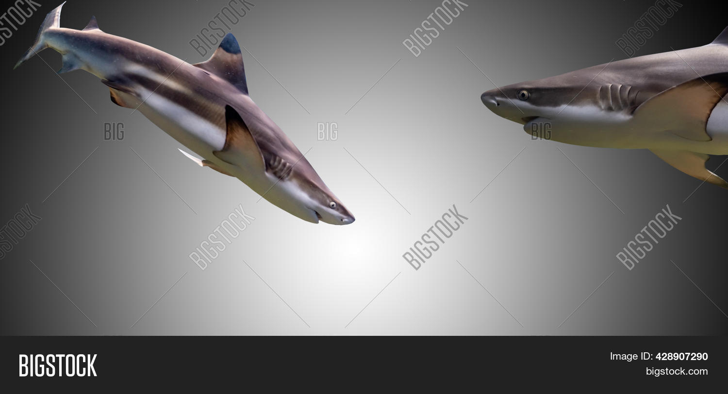 Ferocious Shark Image & Photo (Free Trial) | Bigstock