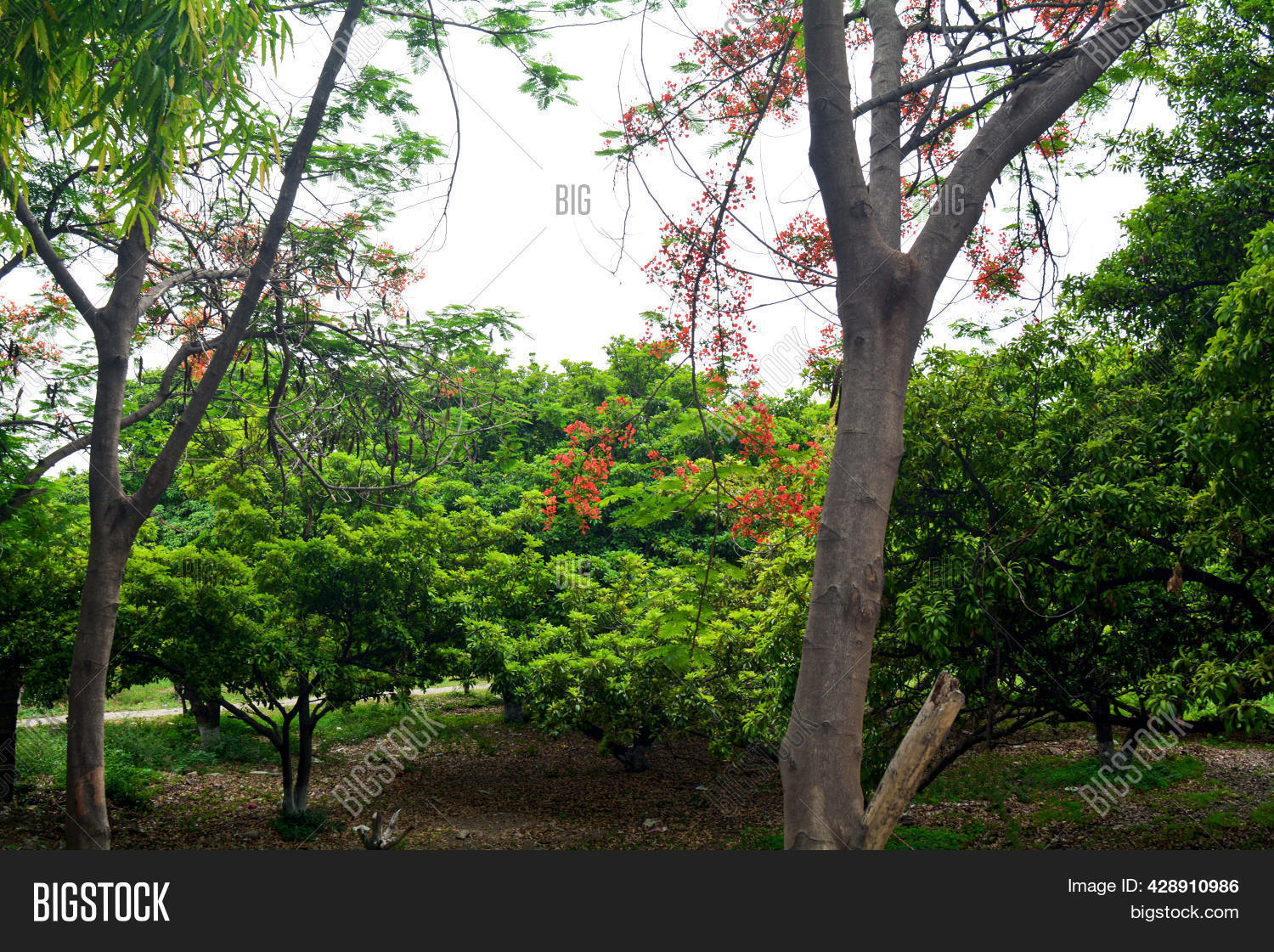 Beautiful Park Scene Image & Photo (Free Trial) | Bigstock