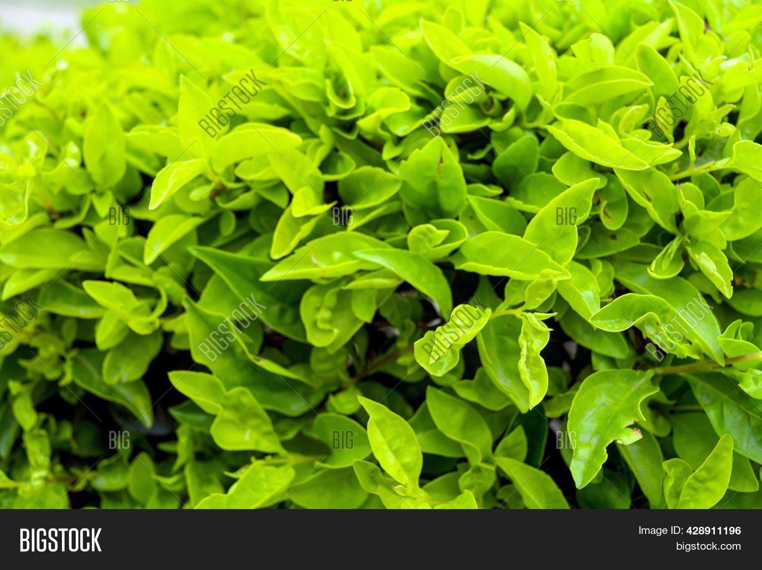 Duranta Repens Duranta Image & Photo (Free Trial) | Bigstock