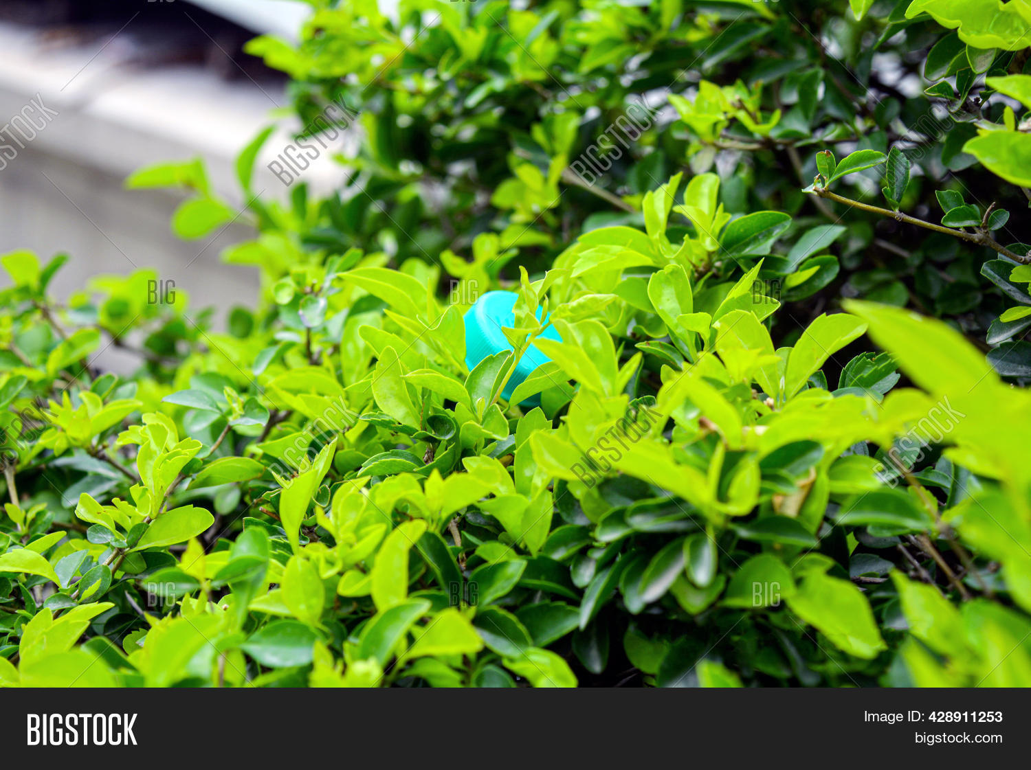Duranta Repens Duranta Image & Photo (Free Trial) | Bigstock