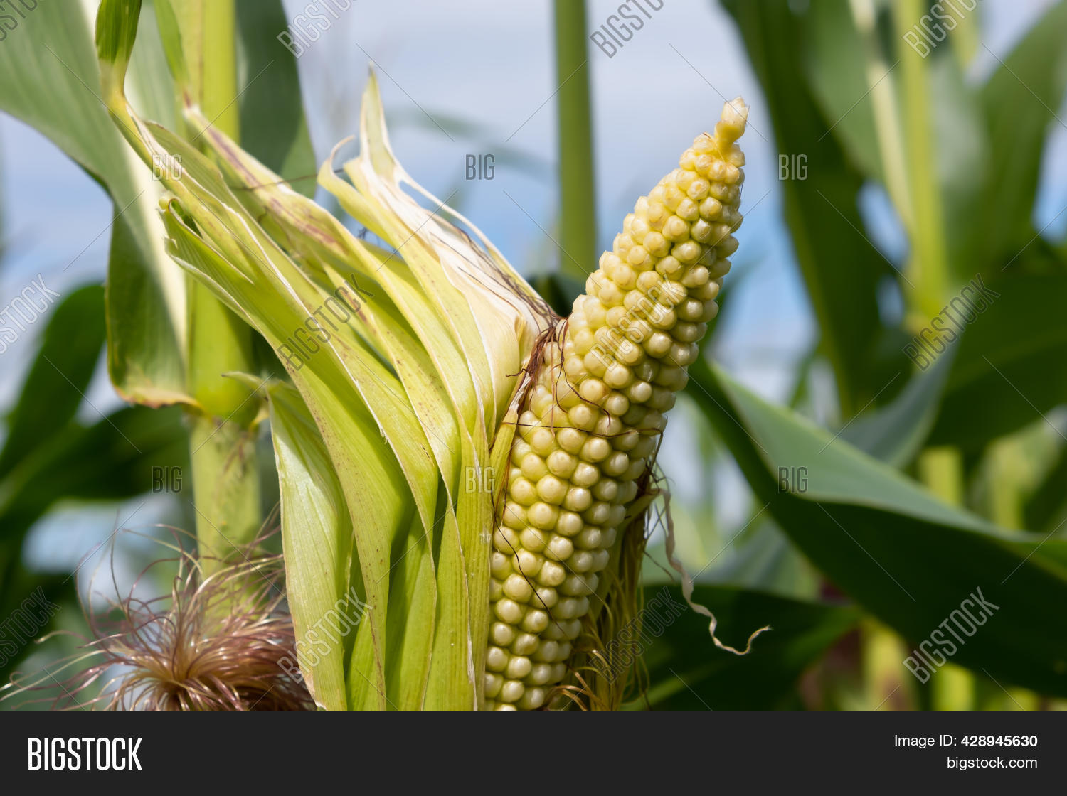 Ear Corn Field. Corn Image & Photo (Free Trial) | Bigstock