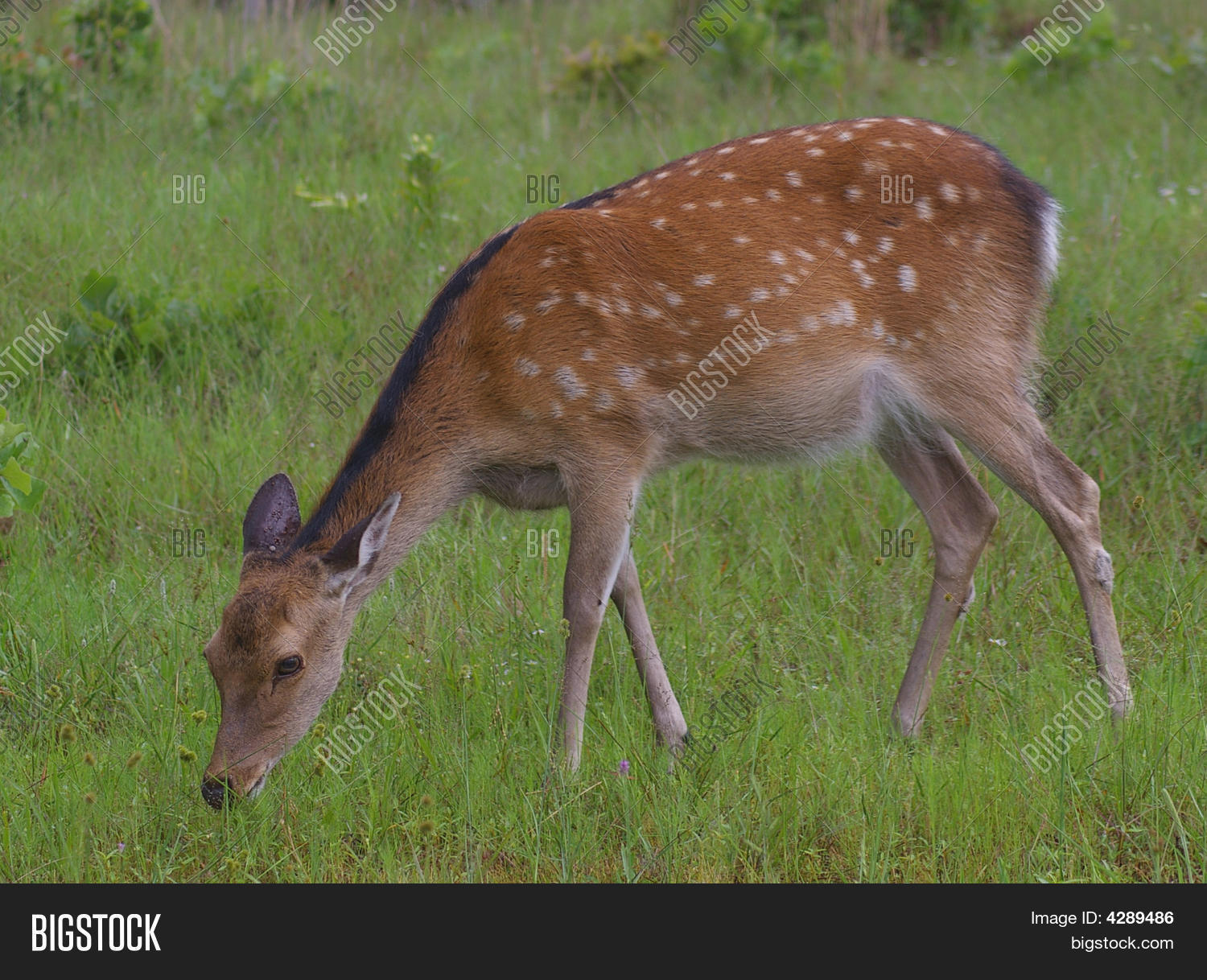 Graceful Doe Image & Photo (Free Trial) | Bigstock