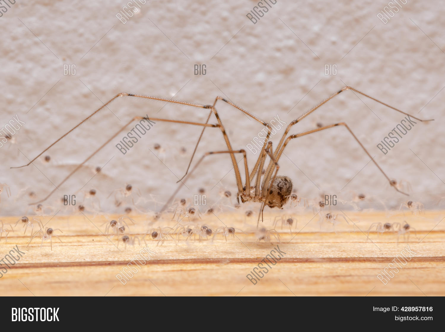 Adult Female Short- Image & Photo (Free Trial) | Bigstock