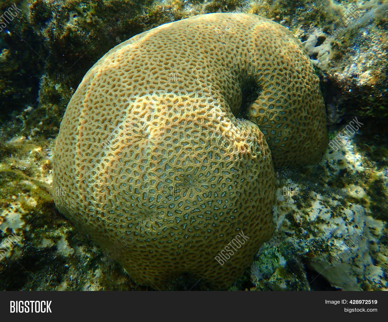 Stony Coral Knob Coral Image & Photo (Free Trial) | Bigstock