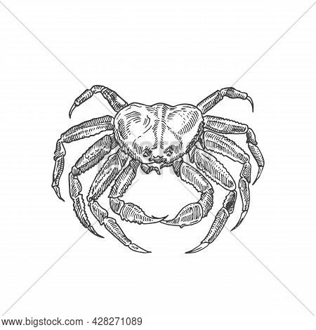 Hand Drawn Crab Vector & Photo (Free Trial) | Bigstock