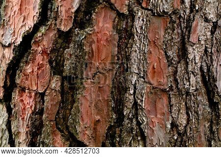 Thick Scaly Bark Pine Image & Photo (Free Trial) | Bigstock