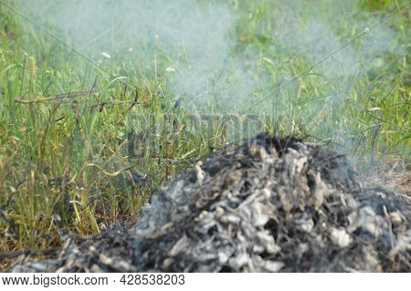 Bonfire Dry Plants Image & Photo (Free Trial) | Bigstock