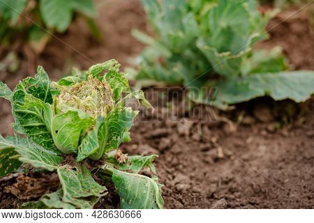 Close- Cabbage Damaged Image & Photo (Free Trial) | Bigstock