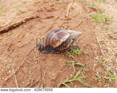 Beautiful Conch Worm Image & Photo (Free Trial) | Bigstock