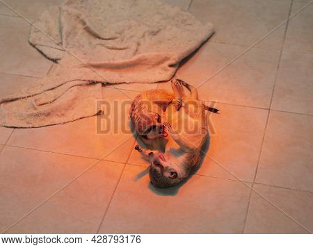 Two Striped Predatory Image & Photo (Free Trial) | Bigstock