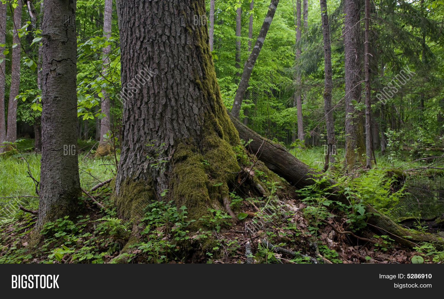 Old Alder Tree Butt Image & Photo (Free Trial) | Bigstock