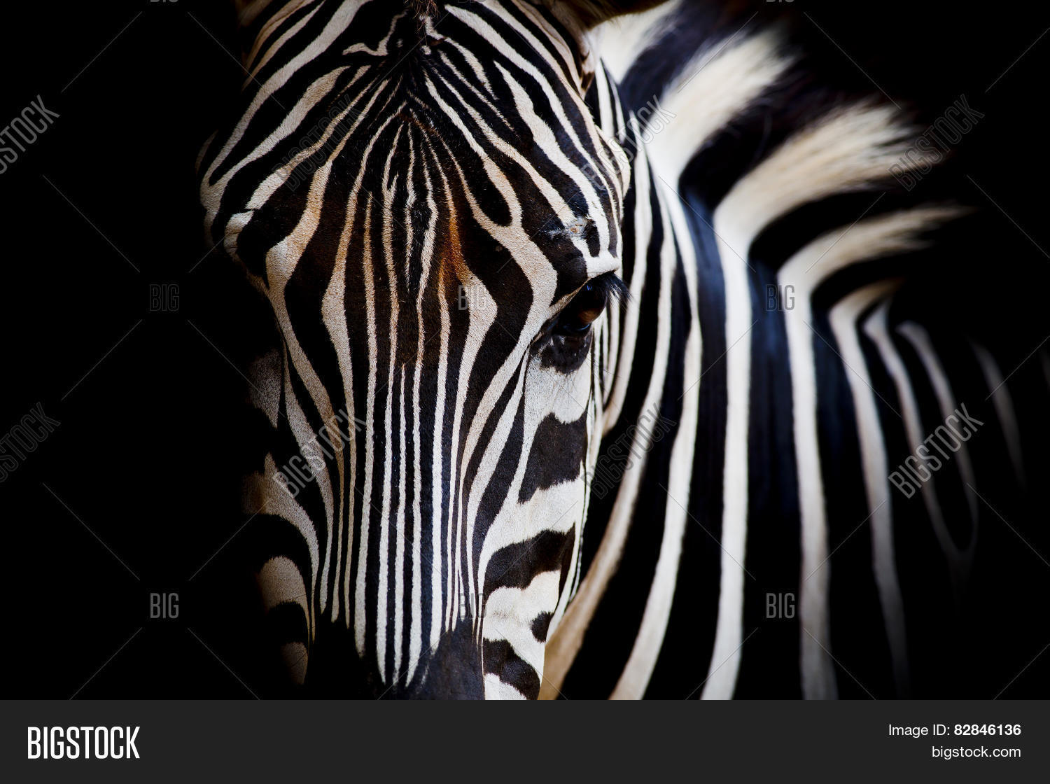 Headshot Zebra Image & Photo (Free Trial) | Bigstock