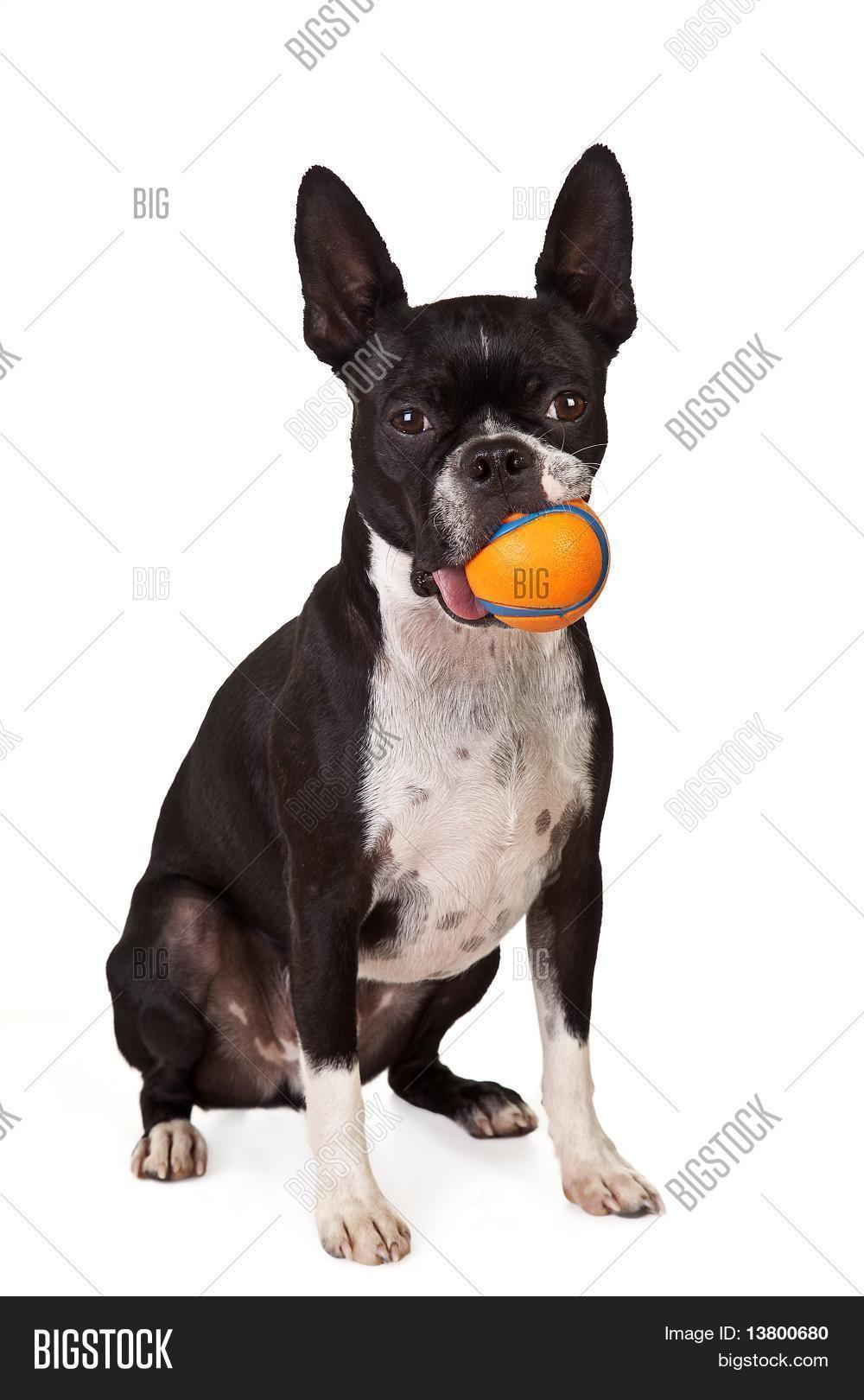 Boston Terrier Ball Image & Photo (Free Trial) | Bigstock