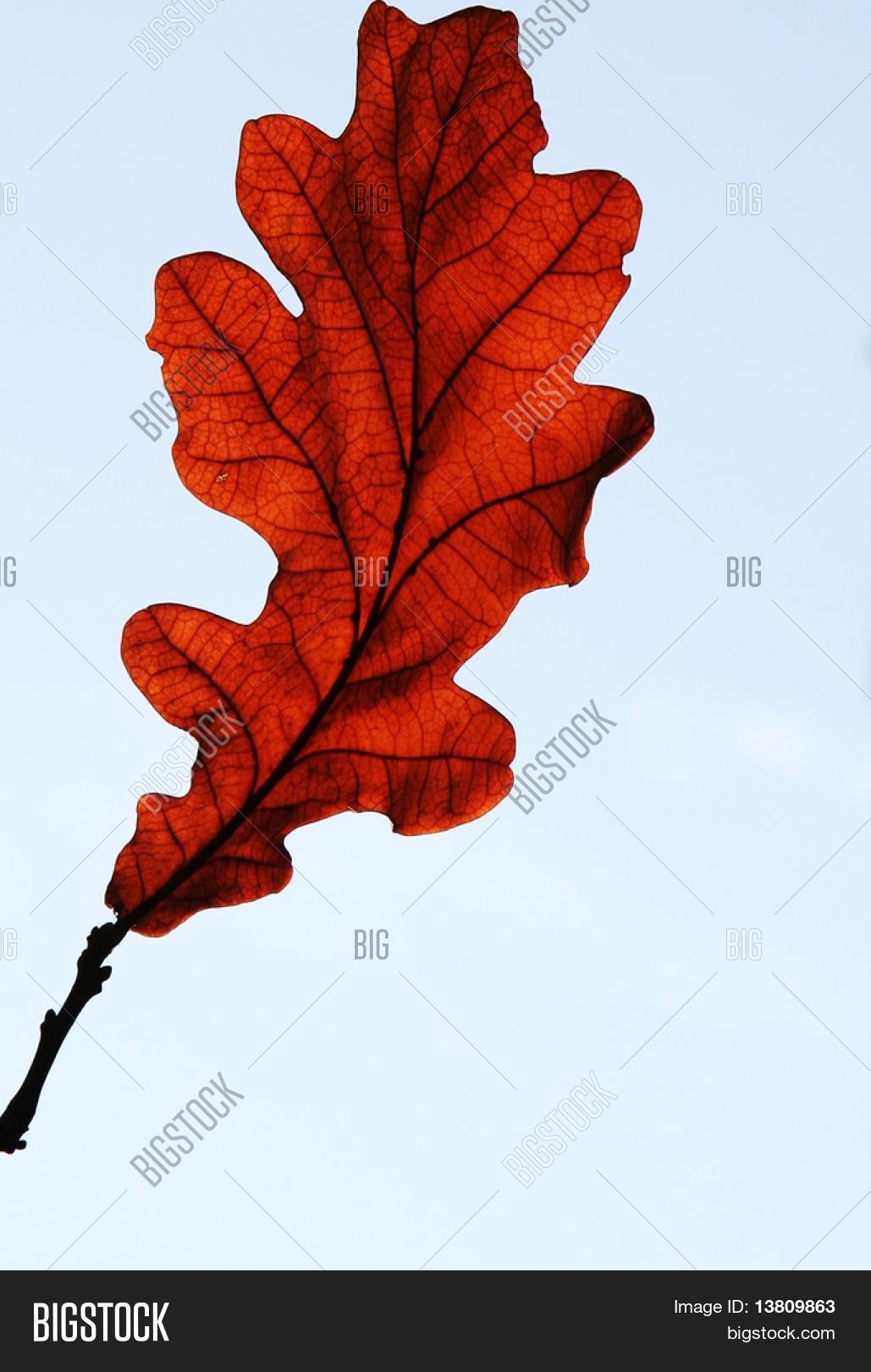 Red Oak-tree Leaves Image & Photo (Free Trial) | Bigstock