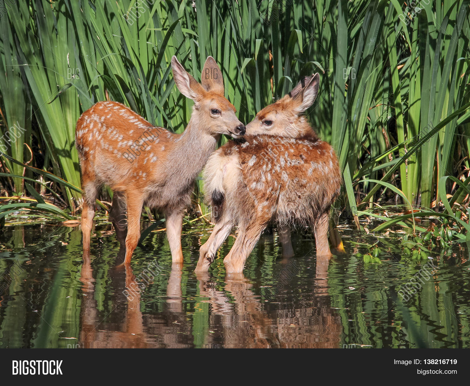 Twin Fawns Nuzzling Image & Photo (Free Trial) | Bigstock