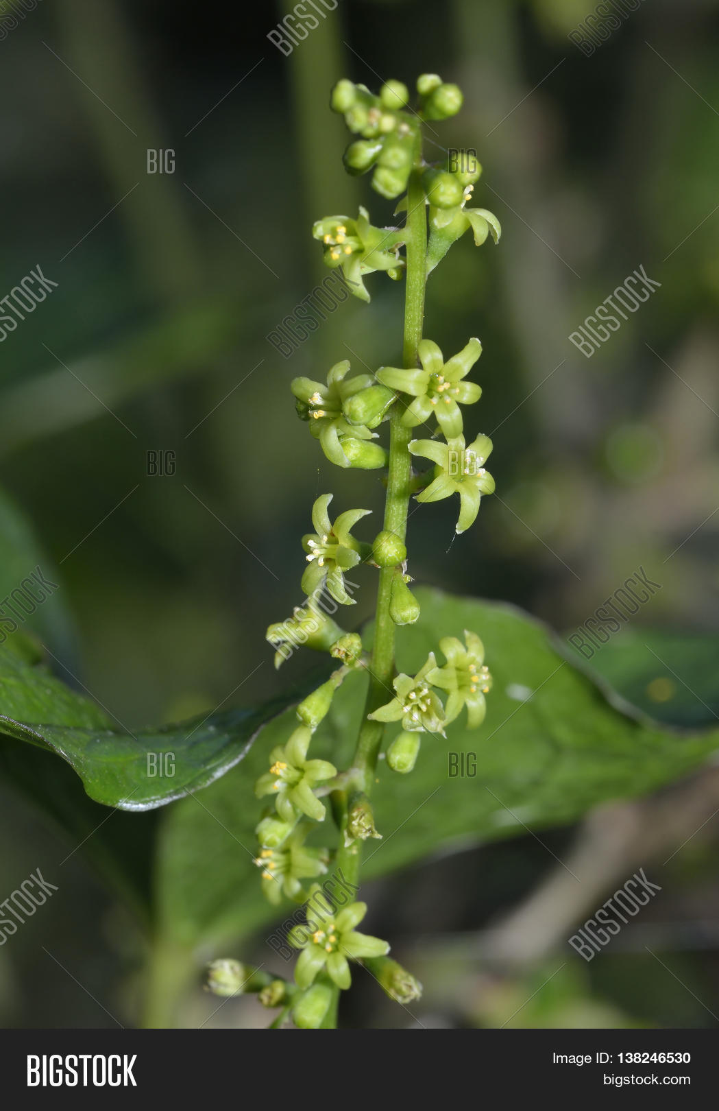 Black Bryony Flowers Image & Photo (Free Trial) | Bigstock