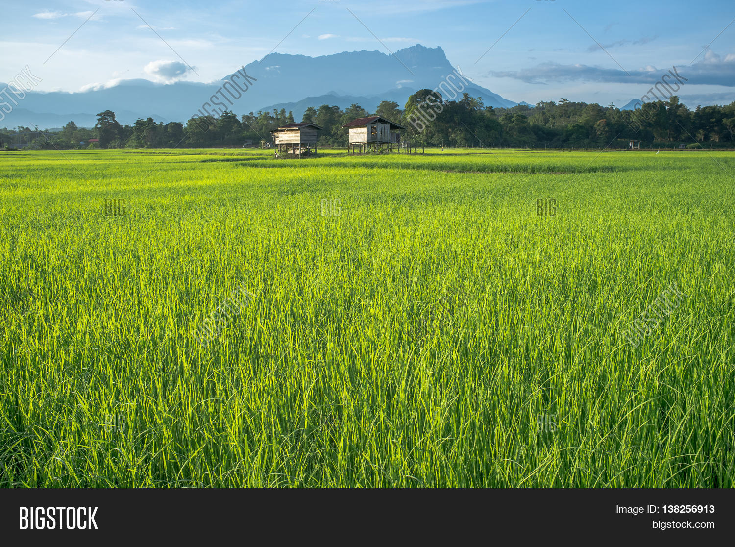 Paddy Village Rice Image & Photo (Free Trial) | Bigstock