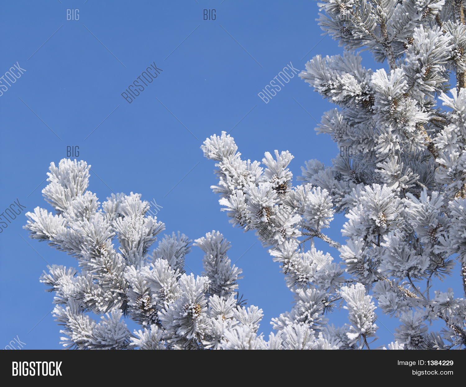 Frosted Tree Tips Image & Photo (Free Trial) | Bigstock