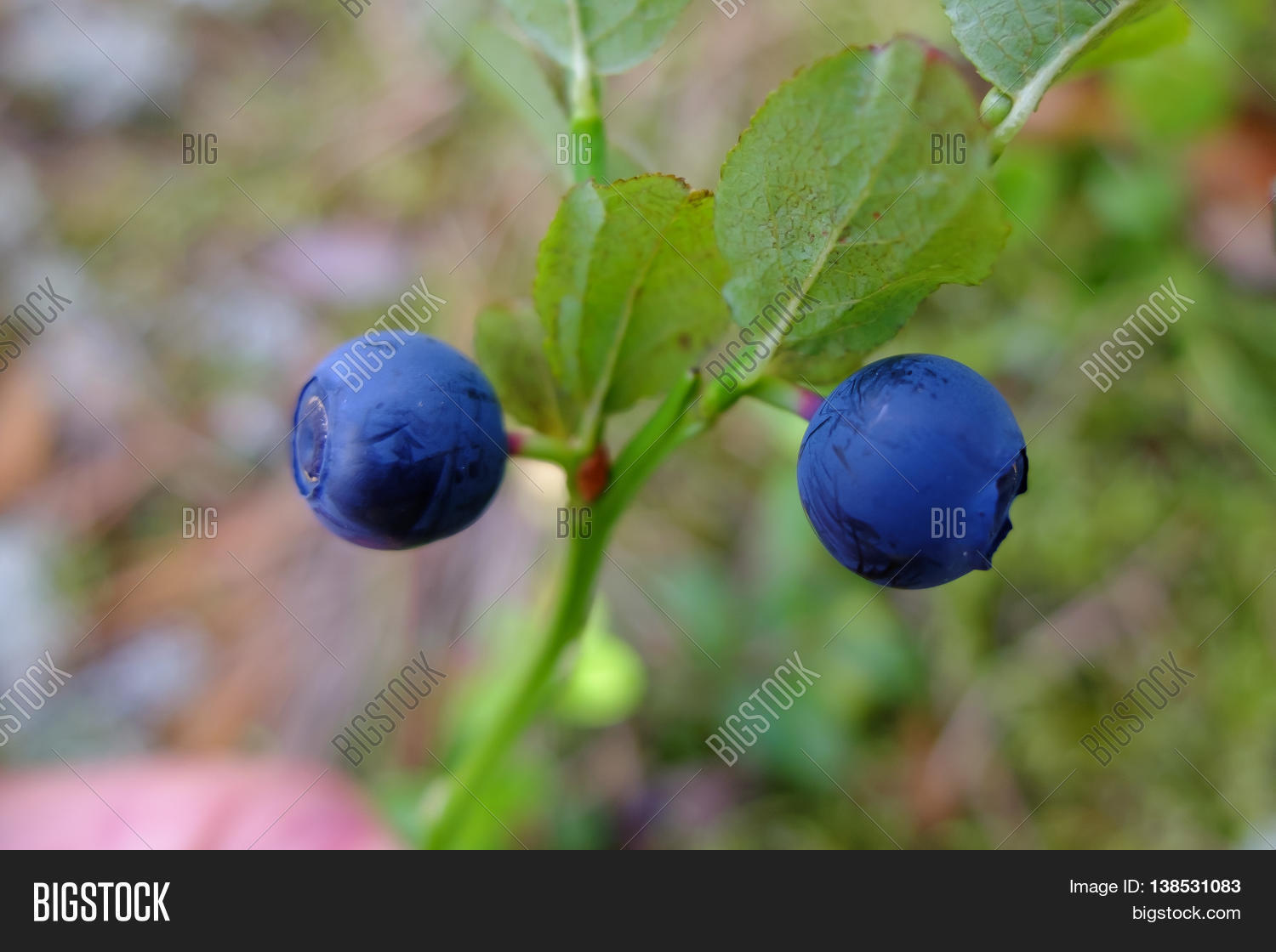 Imagen y foto Berry Blueberries (prueba gratis) | Bigstock