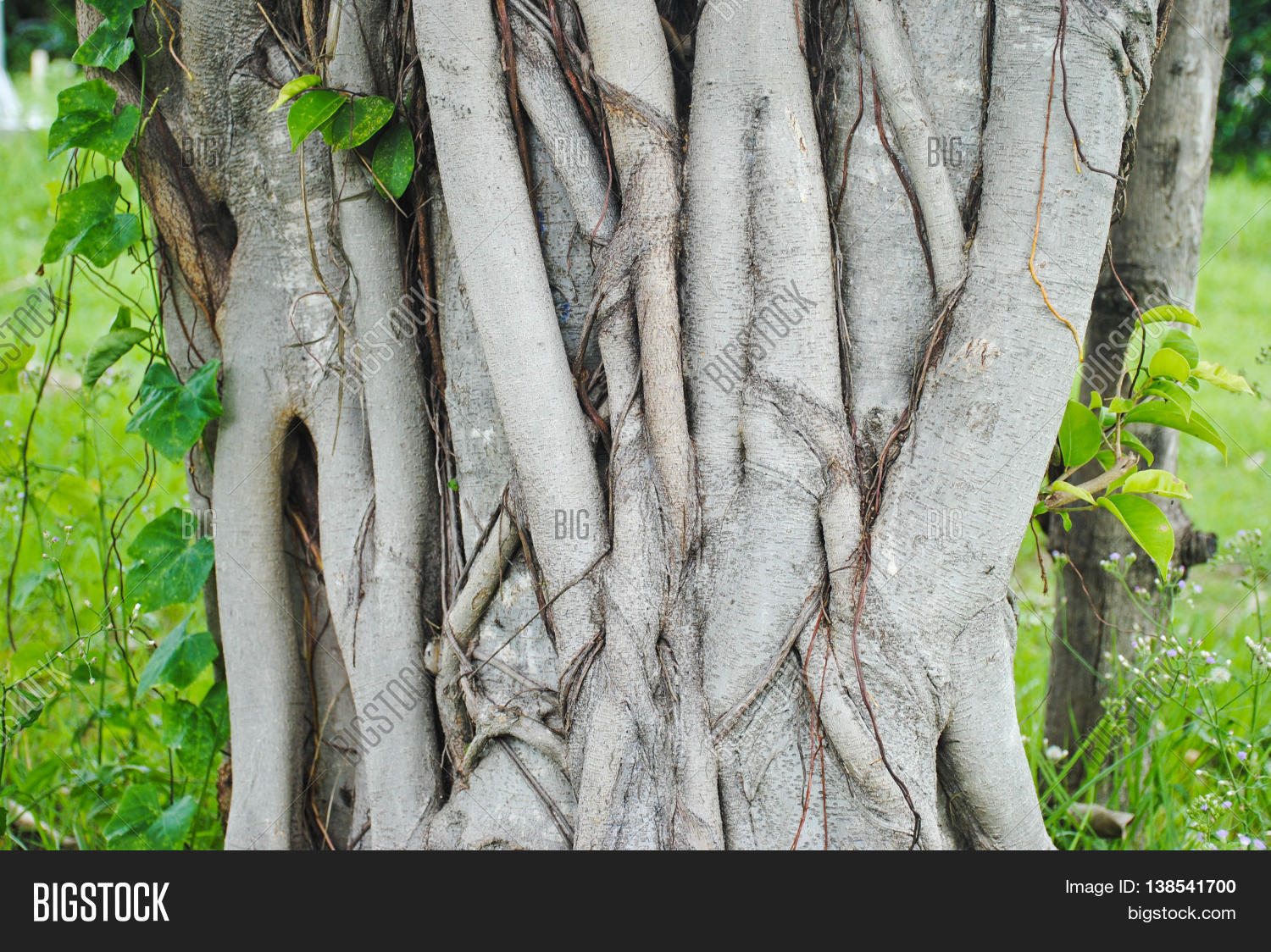 Bodhi Tree Root Image & Photo (Free Trial) | Bigstock