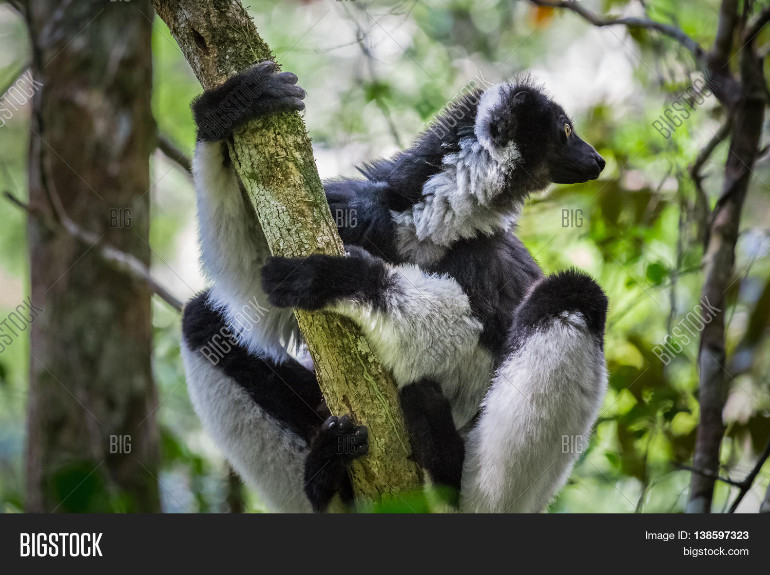 Endemic Indri Lemur Image & Photo (Free Trial) | Bigstock