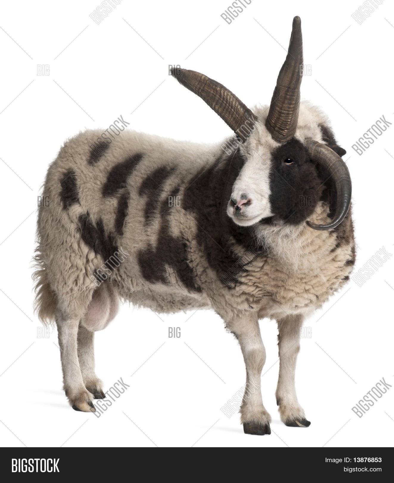Multi-horned Jacob Ram Image & Photo (Free Trial) | Bigstock