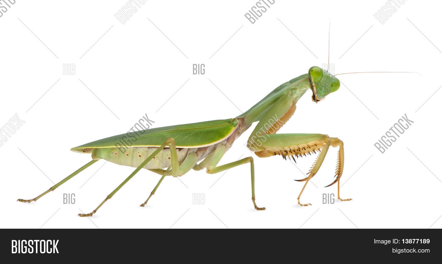 Female Praying Mantis Image & Photo (Free Trial) | Bigstock