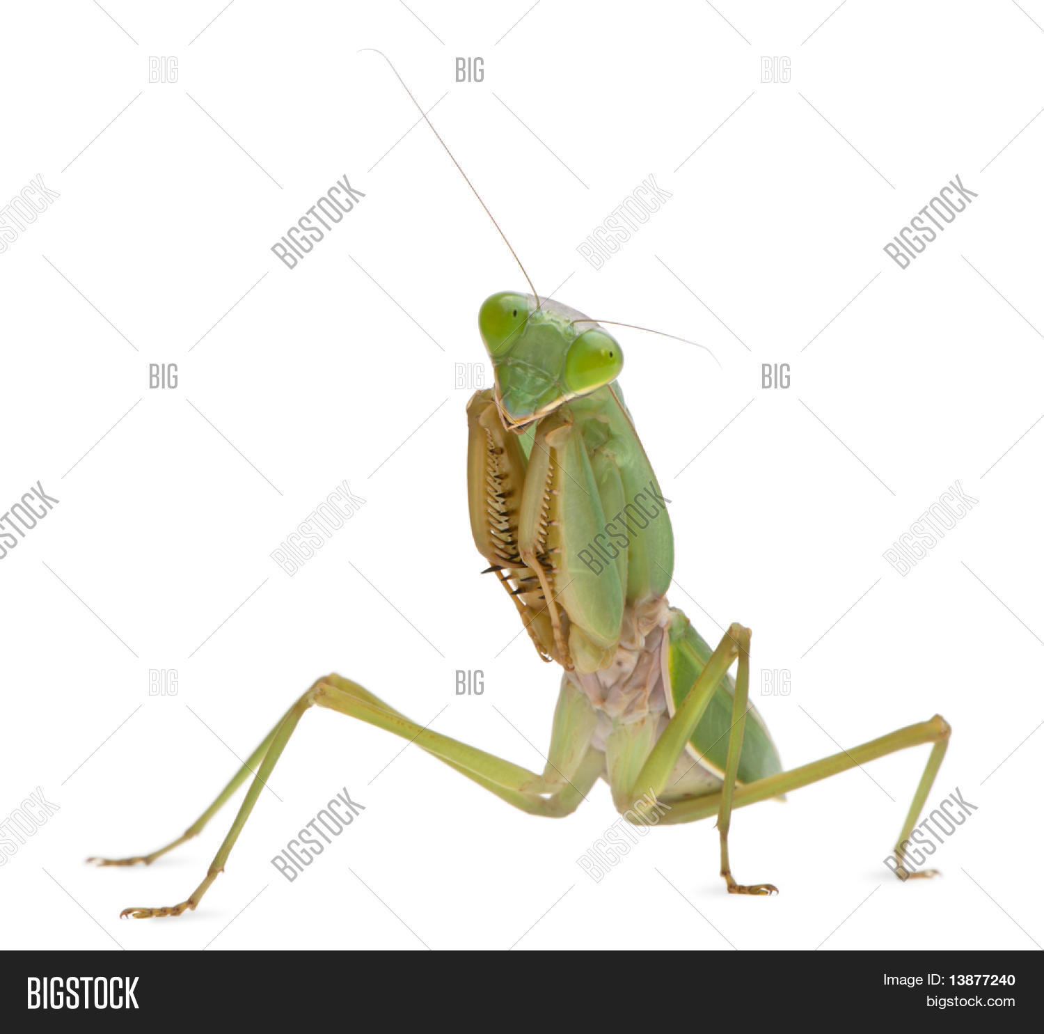 Female Praying Mantis Image & Photo (Free Trial) | Bigstock