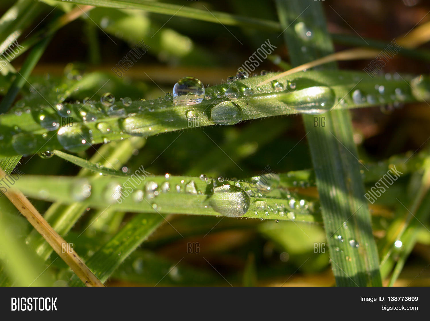 Close Moist Wet Grass Image & Photo (Free Trial) | Bigstock