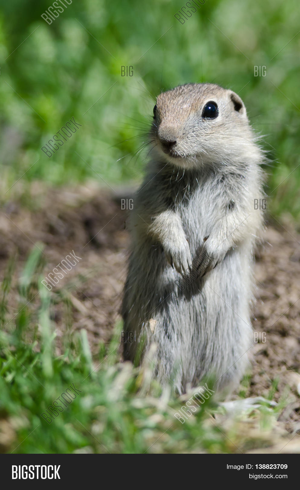 Alert Little Ground Image & Photo (Free Trial) | Bigstock