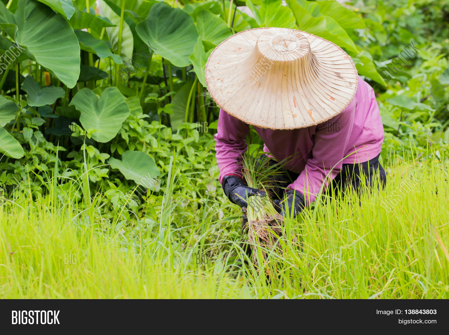 Thai Farmer Image & Photo (Free Trial) | Bigstock