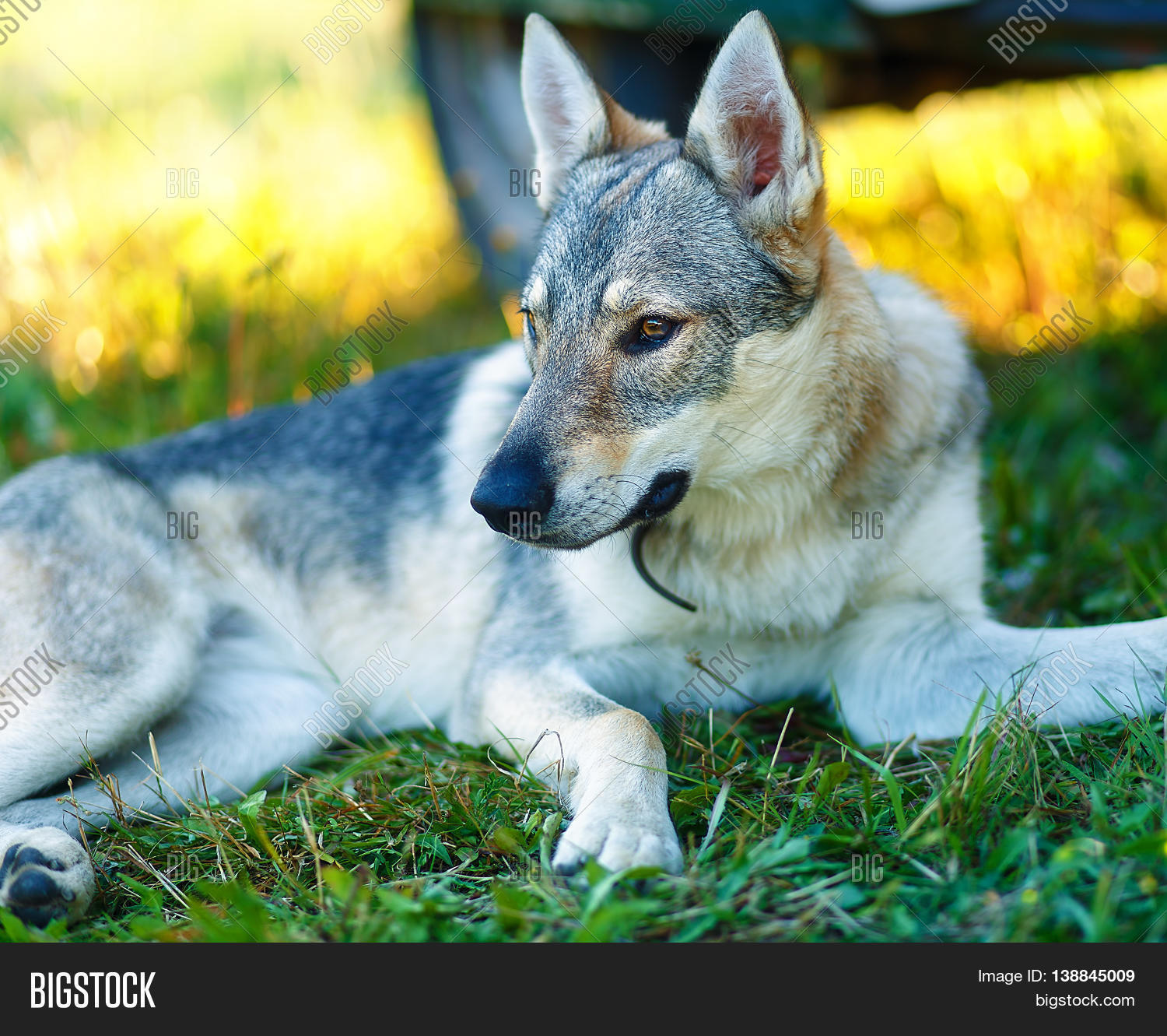 Domesticated Wolf Dog Image & Photo (Free Trial) | Bigstock