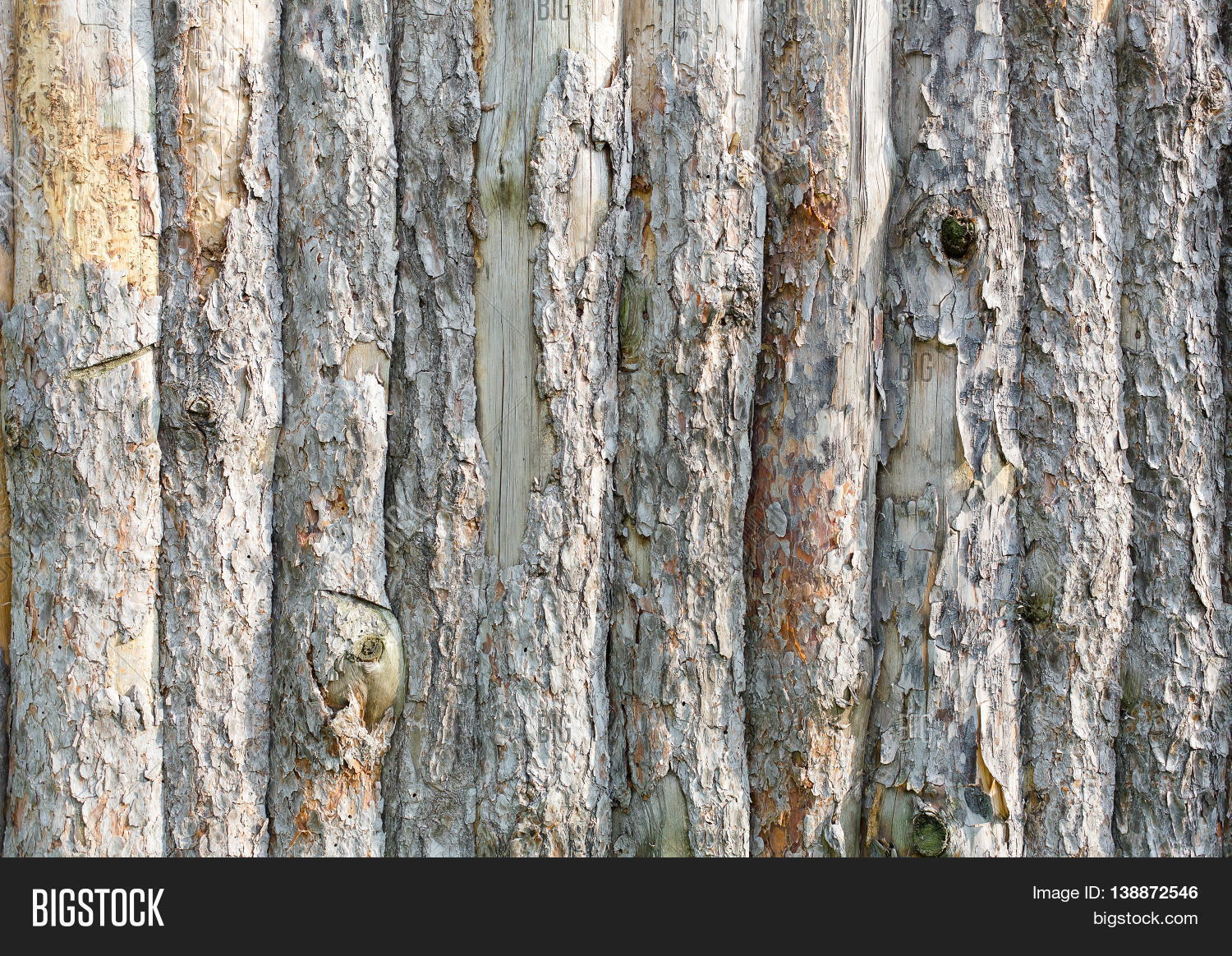 Natural Tree Bark Image & Photo (Free Trial) | Bigstock