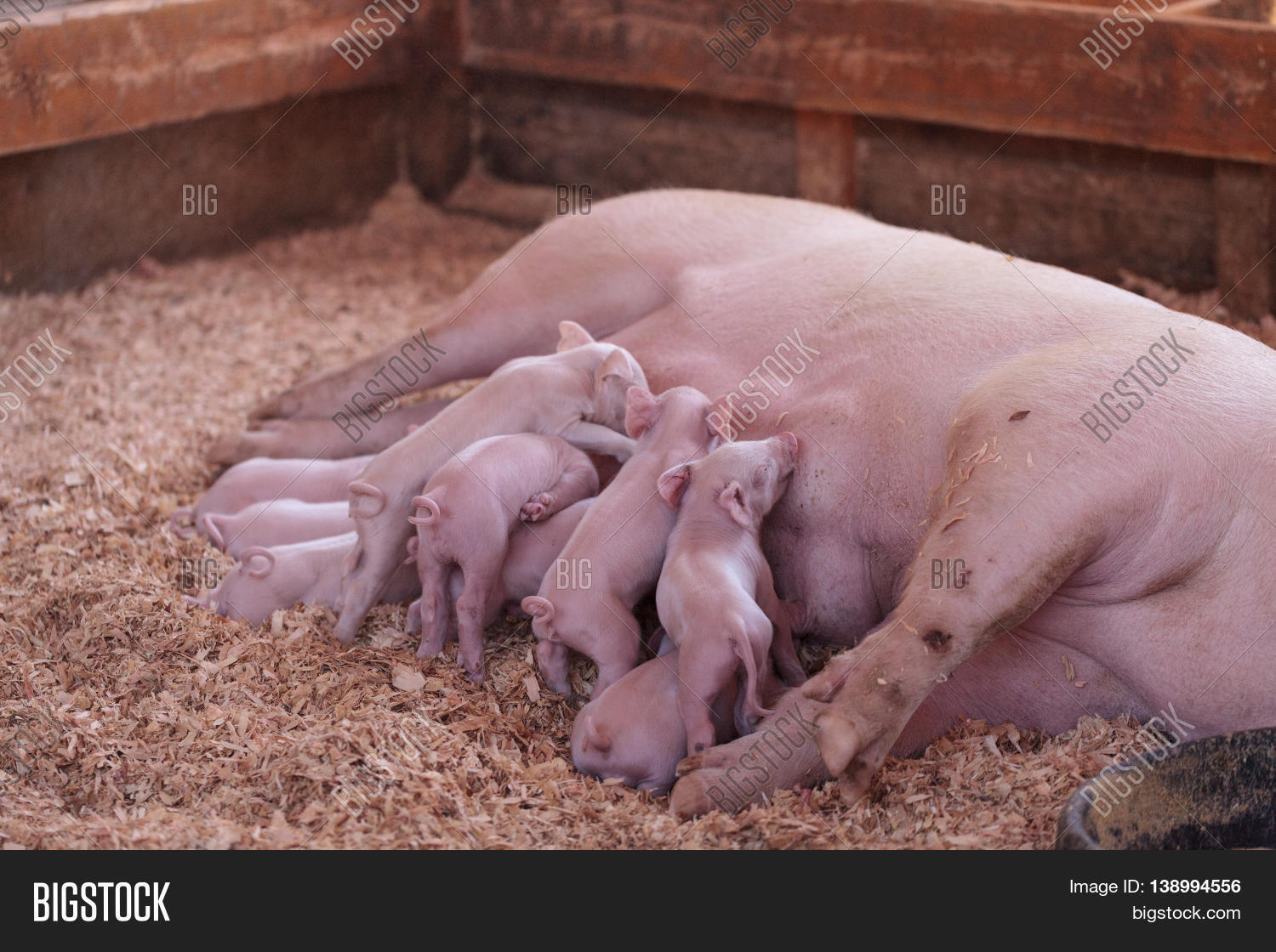 Pink Cerdos Piglets Image & Photo (Free Trial) | Bigstock