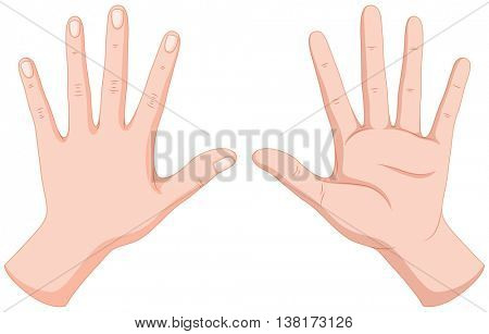Human Hands Back Vector & Photo (Free Trial) | Bigstock