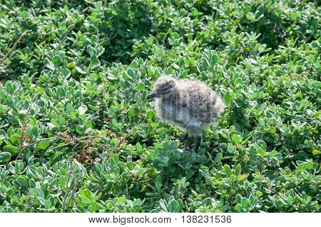 Wild Baby Sea Gull Image & Photo (Free Trial) | Bigstock