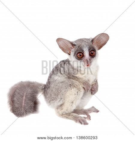 Nagapie Images, Illustrations & Vectors (Free) - Bigstock