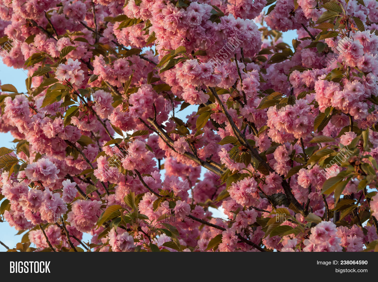 Blooming Cherry Trees Image & Photo (Free Trial) | Bigstock