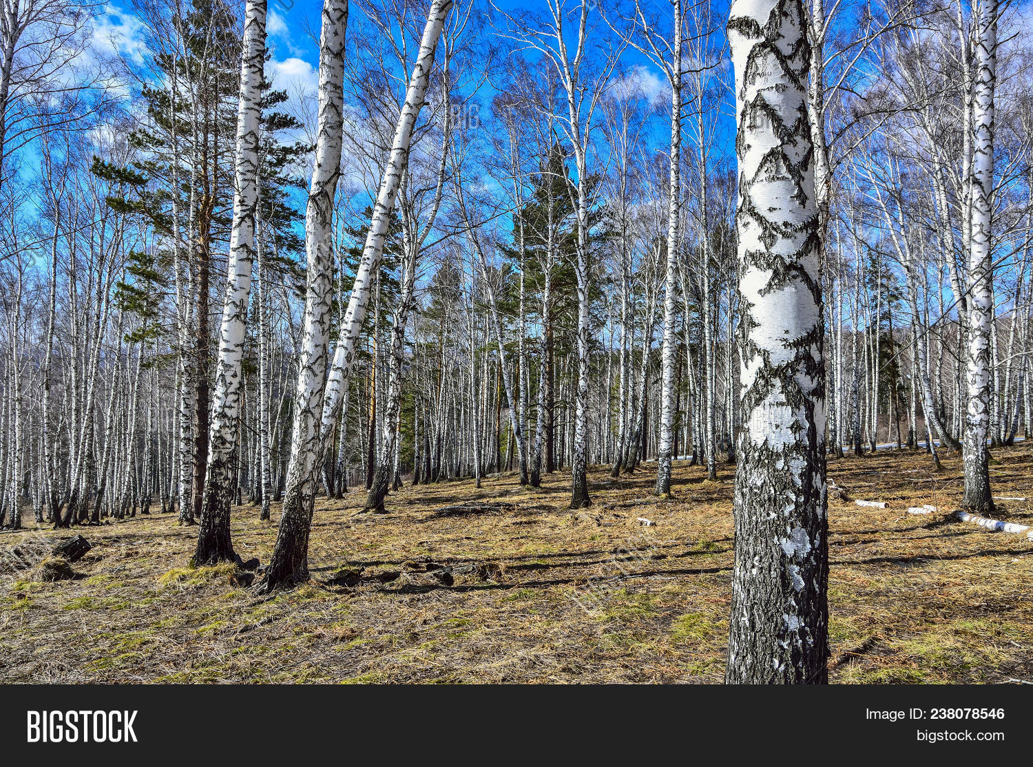Spring Thaw Birch Image & Photo (Free Trial) | Bigstock