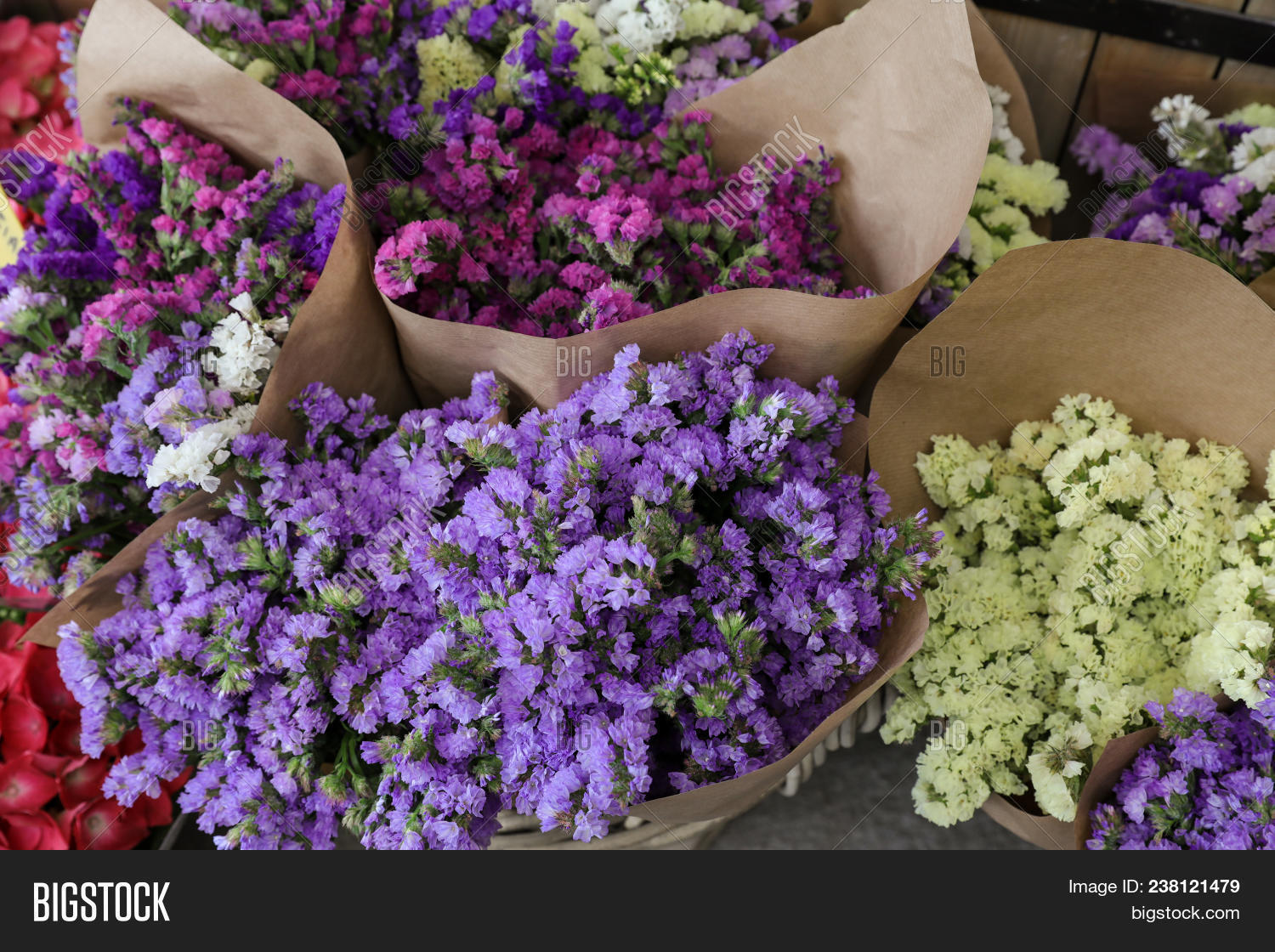 Variety Limonium Image & Photo (Free Trial) | Bigstock