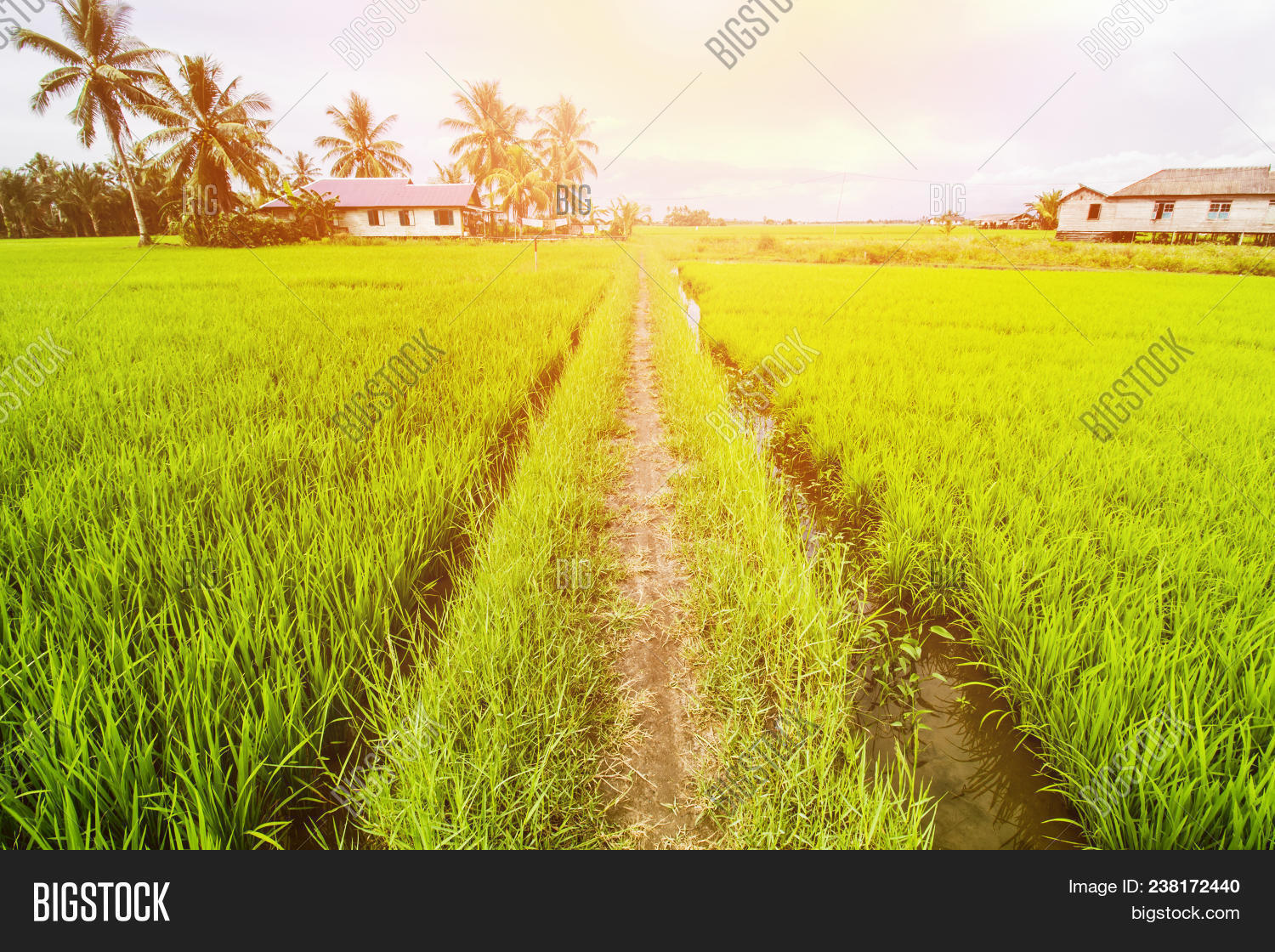 Rice Field Landscape, Image & Photo (Free Trial) | Bigstock