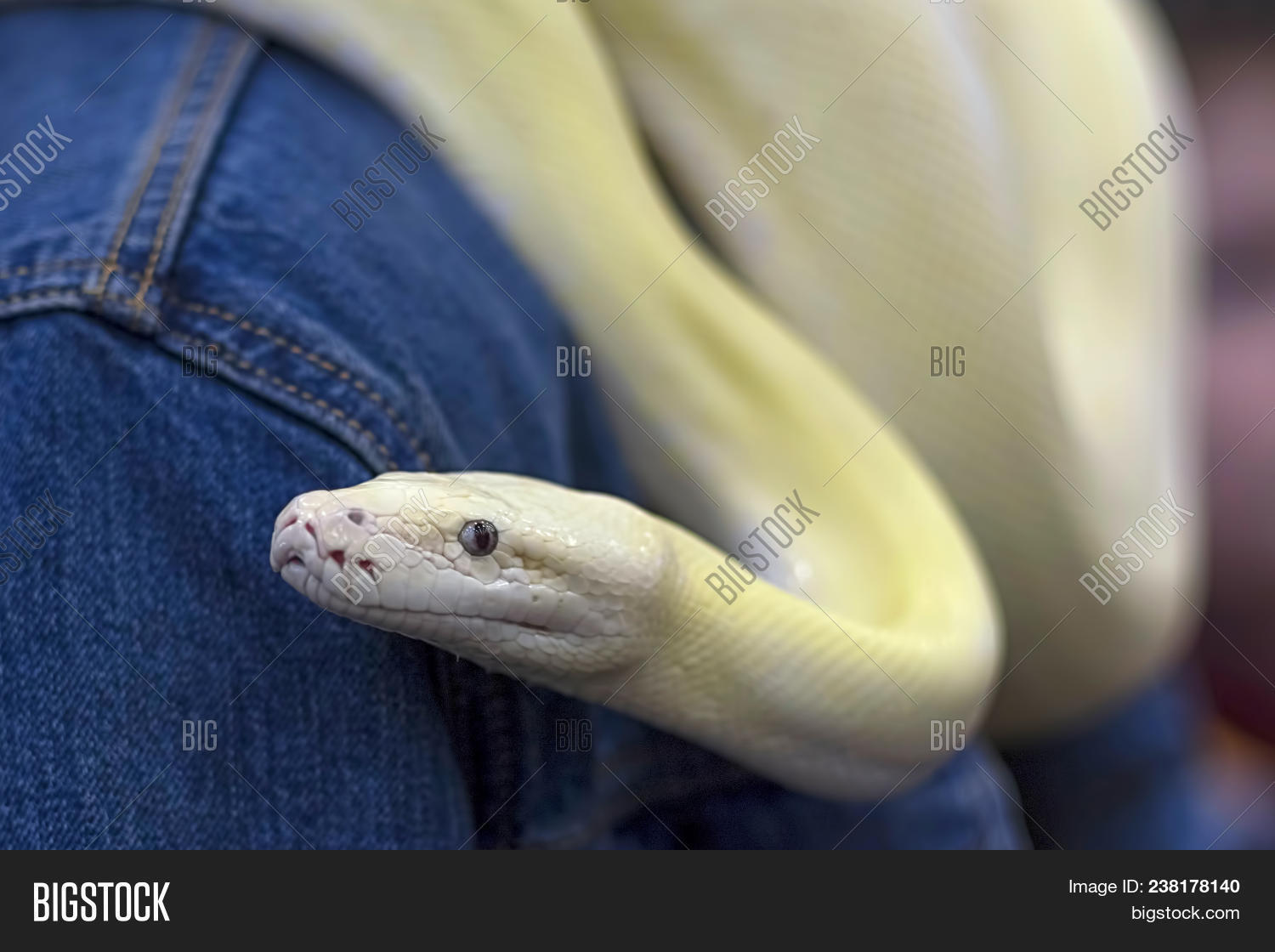 Reptile Snakes Scaly, Image & Photo (Free Trial) | Bigstock