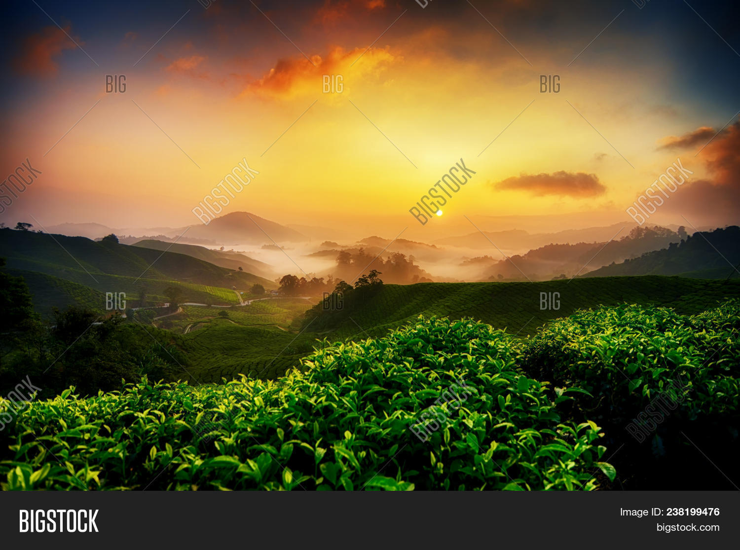 Beautiful Morning, Tea Image & Photo (Free Trial) | Bigstock