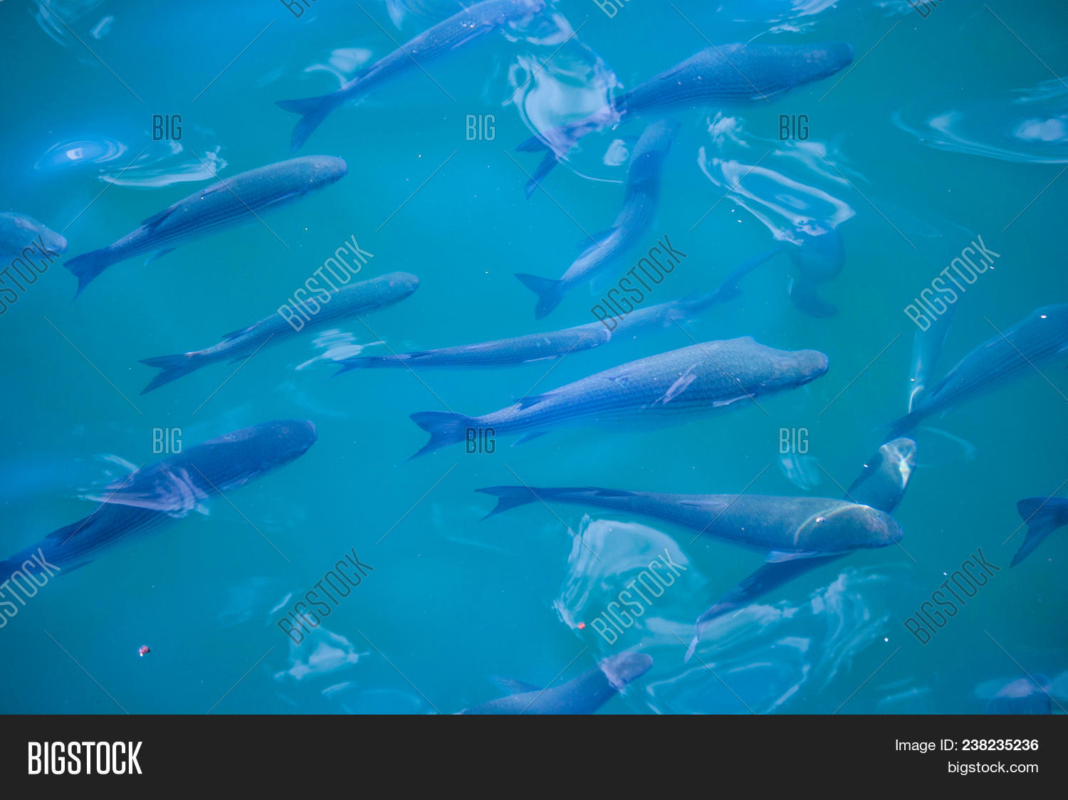 Bunch Fish Swimming Image & Photo (Free Trial) | Bigstock