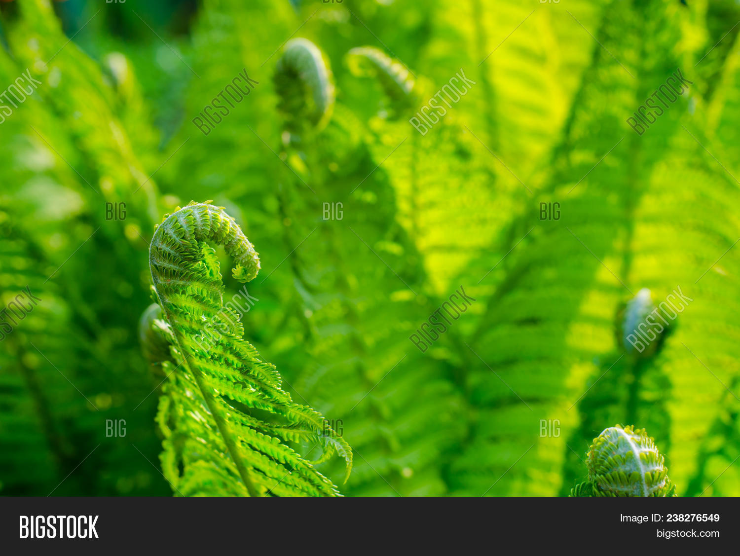 Fern. Young Green Image & Photo (Free Trial) | Bigstock