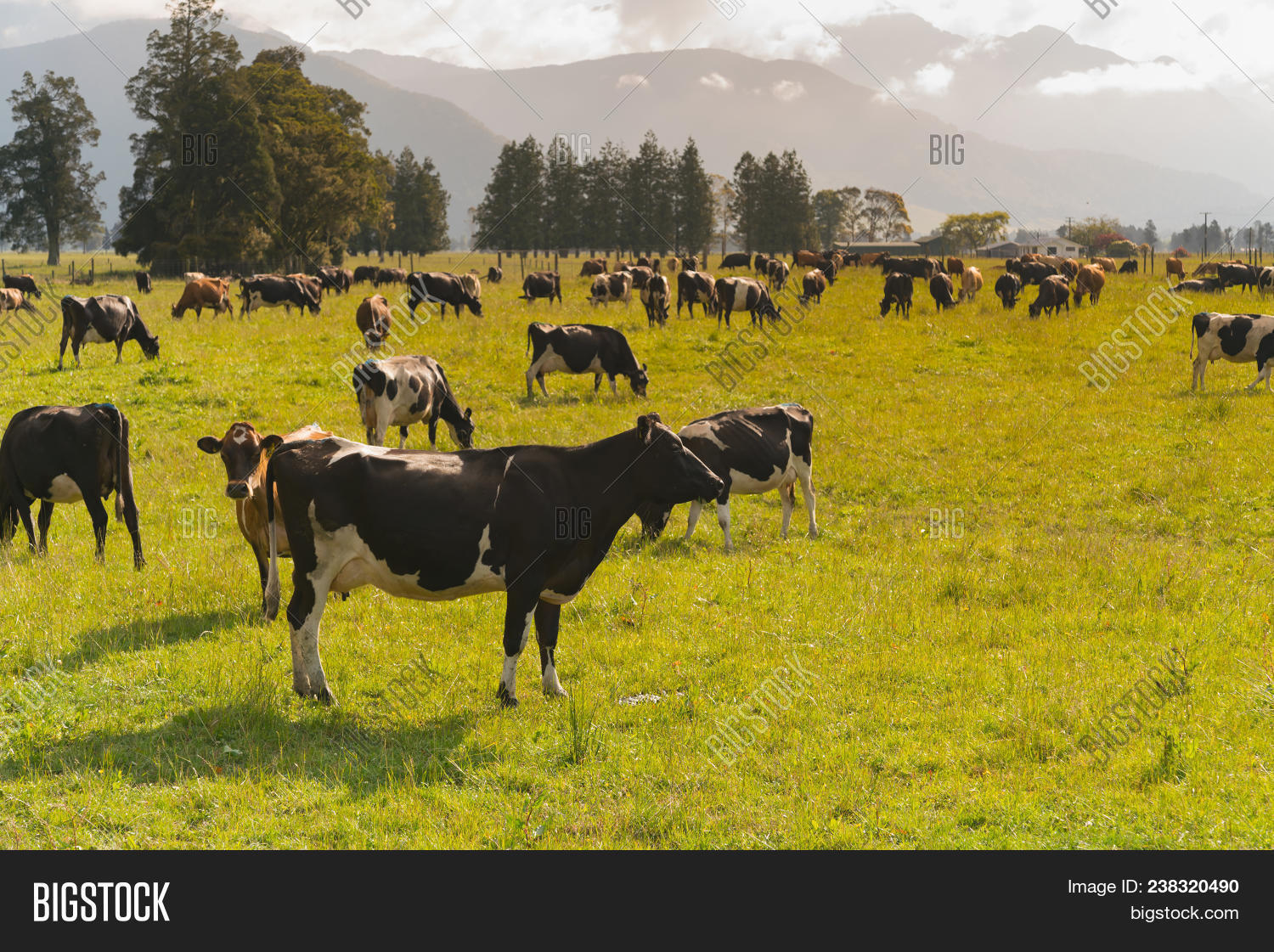 Cow Farm Over Green Image & Photo (Free Trial) | Bigstock