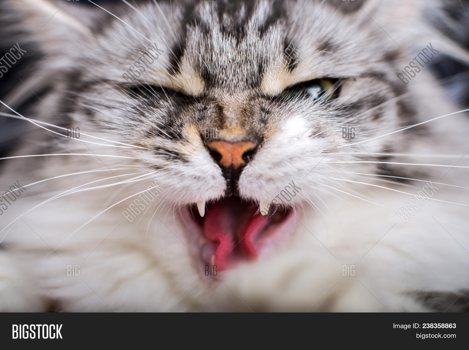 Angry Gray Cat Close- Image & Photo (Free Trial) | Bigstock