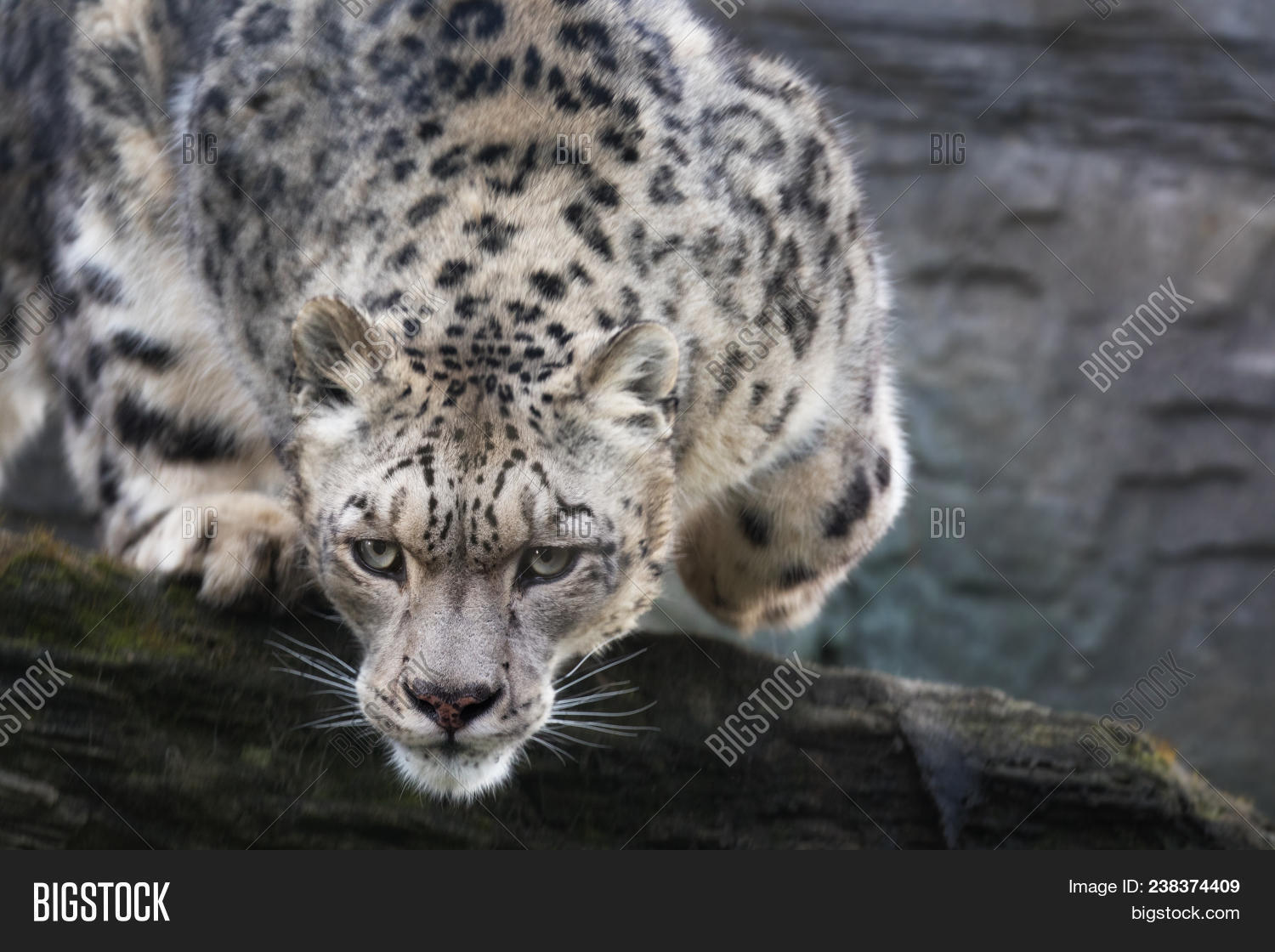 Adult Snow Leopard Image & Photo (Free Trial) | Bigstock